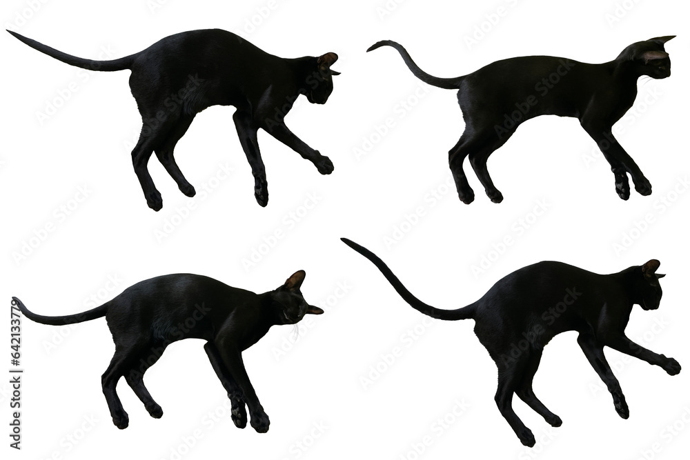 Black oriental cat set collection with long black tail lying in PNG ...
