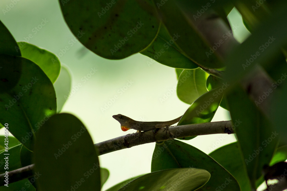 Outdoor backyard photos of Florida wildlife. Mostly lizard watching and ...
