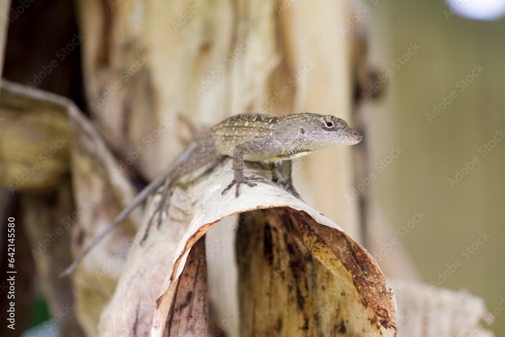 Outdoor backyard photos of Florida wildlife. Mostly lizard watching and ...