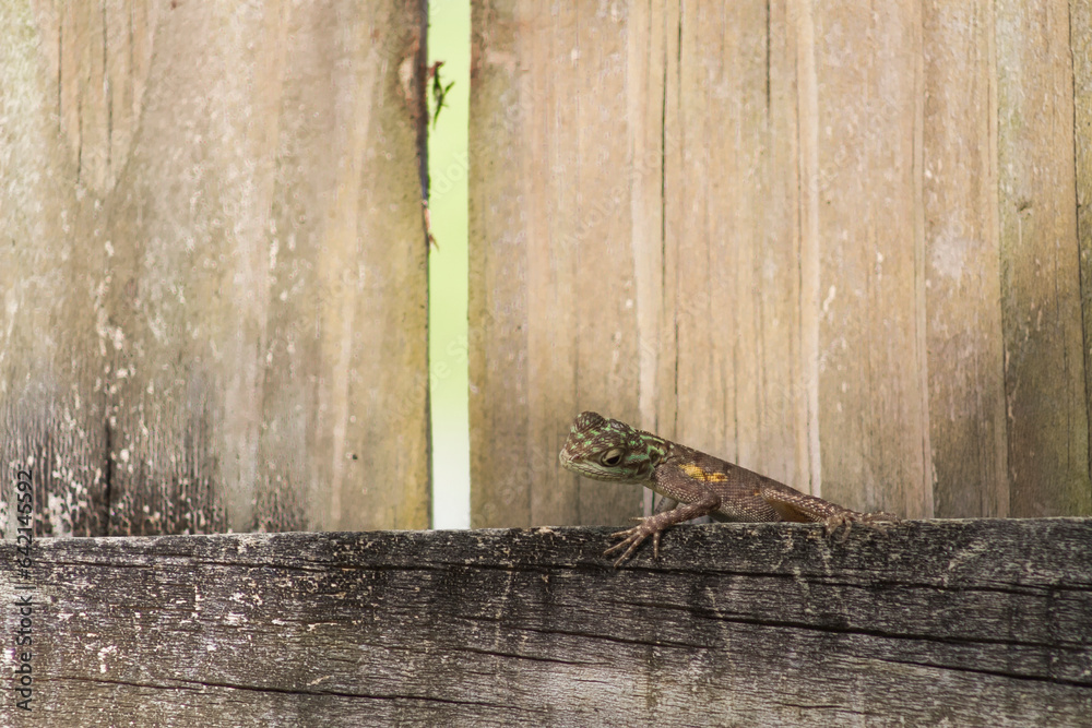 Outdoor backyard photos of Florida wildlife. Mostly lizard watching and ...