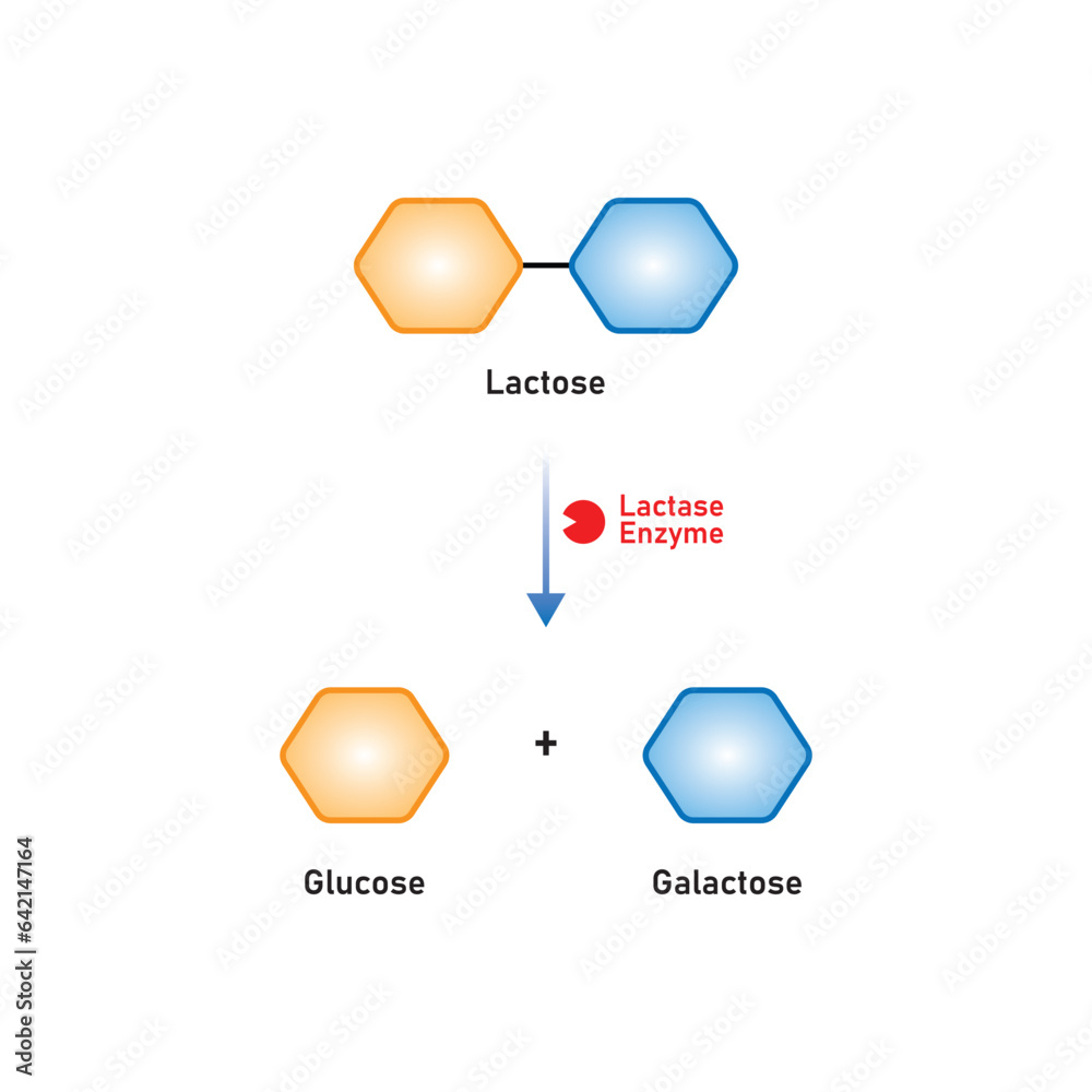 Lactose Molecule Digestion by Lactase Enzyme Concept Design. Vector ...