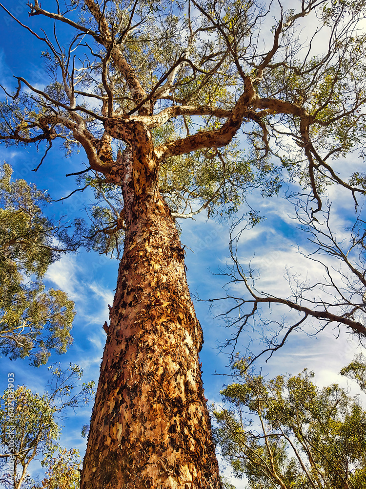 Huge wandoo eucalyptus (white gum) with flaky bark in a wandoo forest ...