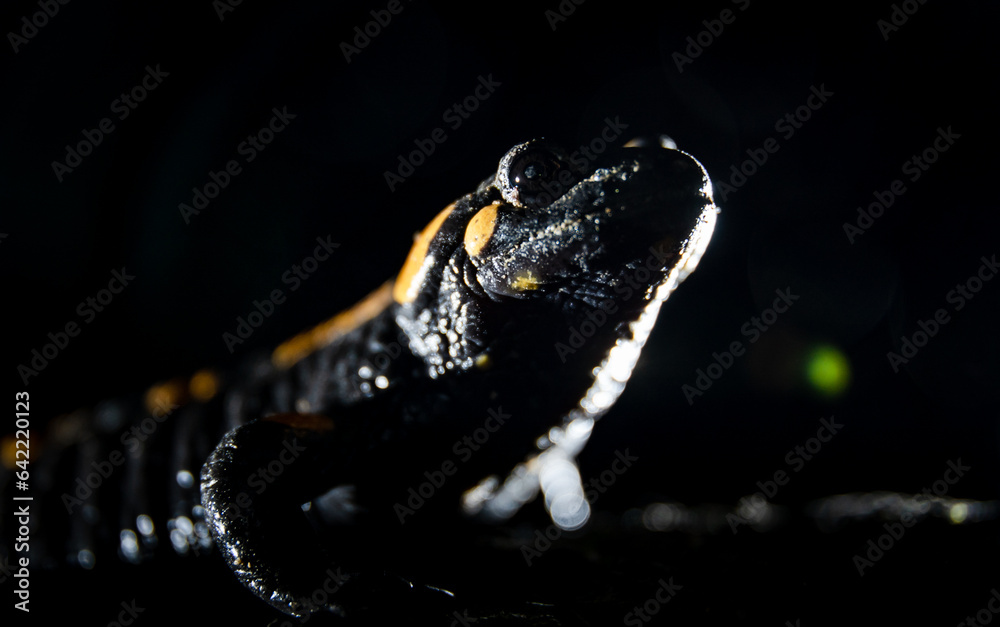 Fire salamander (Salamandra salamandra) in a forest at night, close-up ...