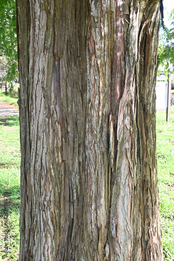 Metasequoia glyptostroboides ( Dawn redwood ) tree. Cupressaceae ...