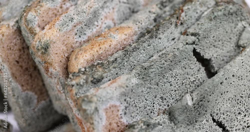 focusing on dangerous pieces of bread covered with mold on the table, a ...