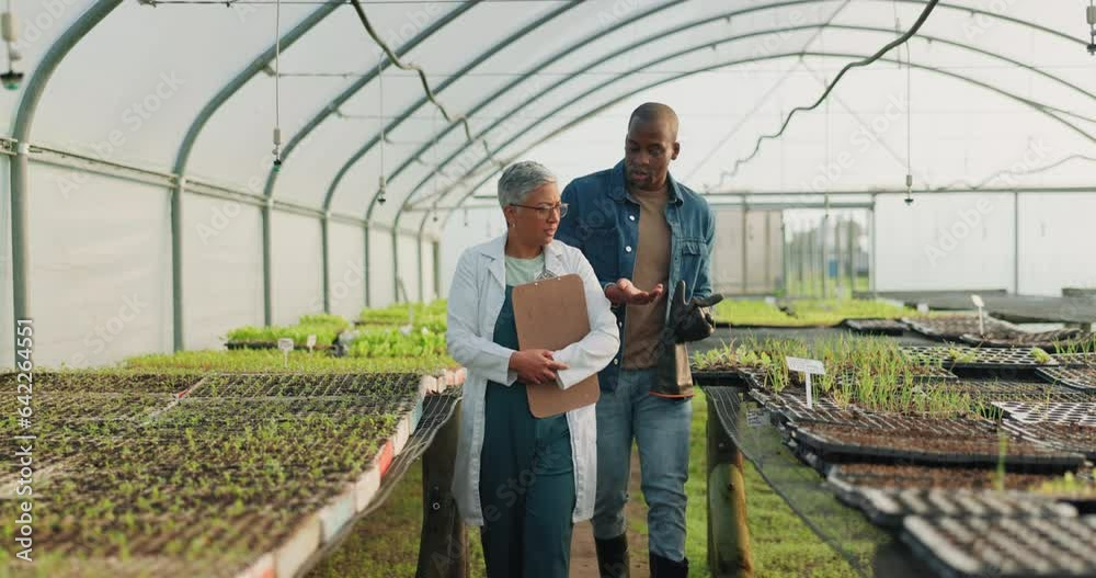 Greenhouse, vegetable farmer and scientist checking plants, agriculture ...