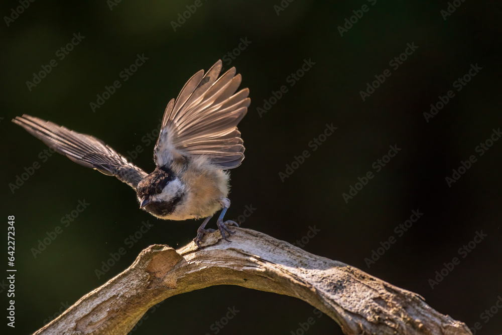 Black Capped Chickadee flying off a branch Stock Photo | Adobe Stock