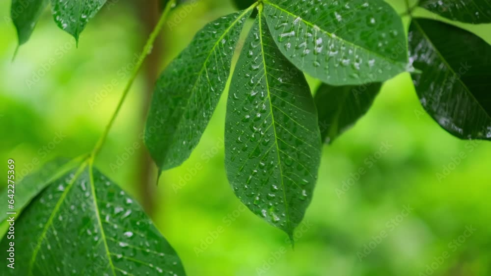 The leaves of trees in the rain in tropical forest during the rainy ...