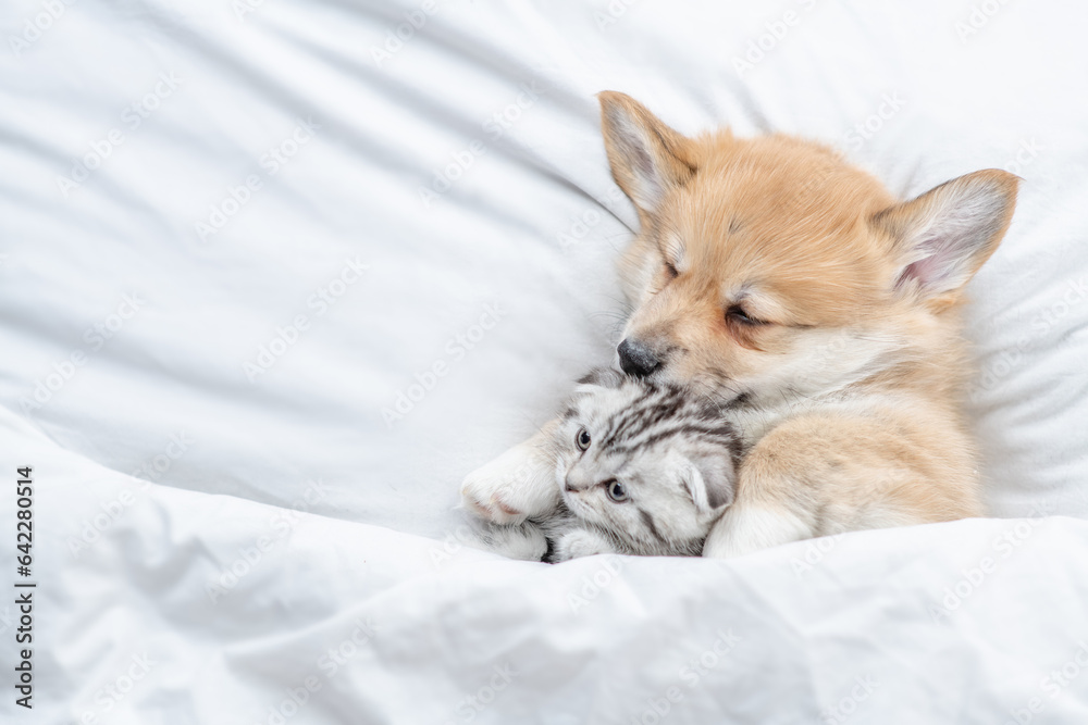 Sleepy Pembroke Welsh corgi puppy sleep with tiny tabby fold kitten ...
