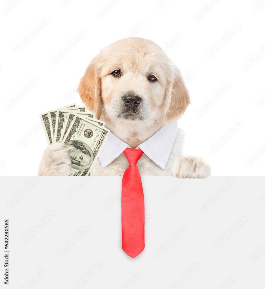 Smart Golden Retriver puppy wearing necktie ans eyeglasses looks above ...