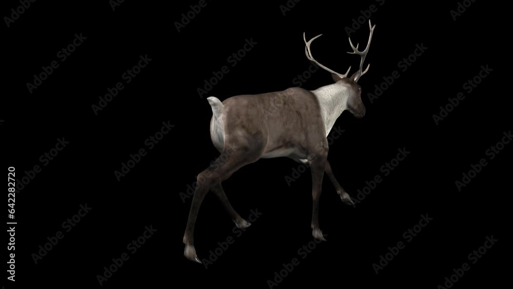 Wild Reindeer- Run Loop - Back Angle View - Realistic 3D animation with ...