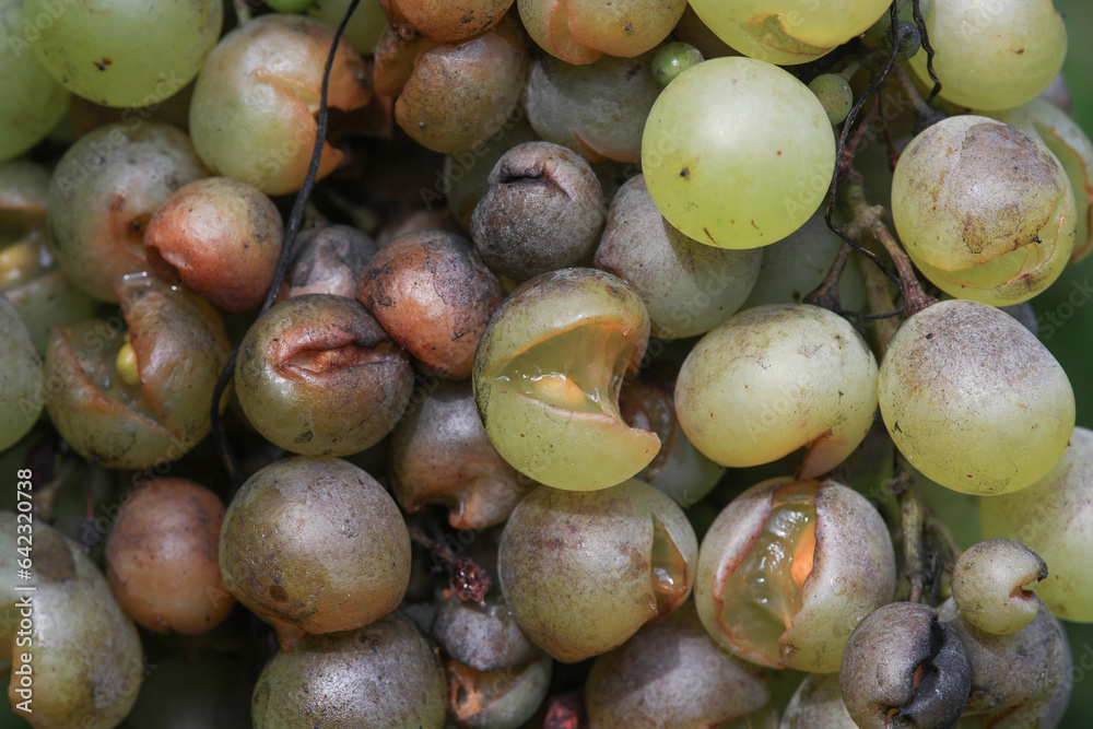 Detail of Powdery mildew or oidium of grapes, Plasmopara viticola, Mildew a plant disease on ...
