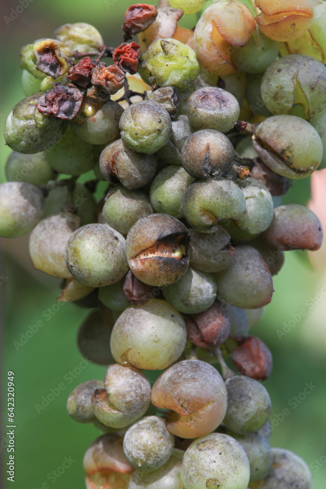 Detail of Powdery mildew or oidium of grapes, Plasmopara viticola, Mildew a plant disease on ...