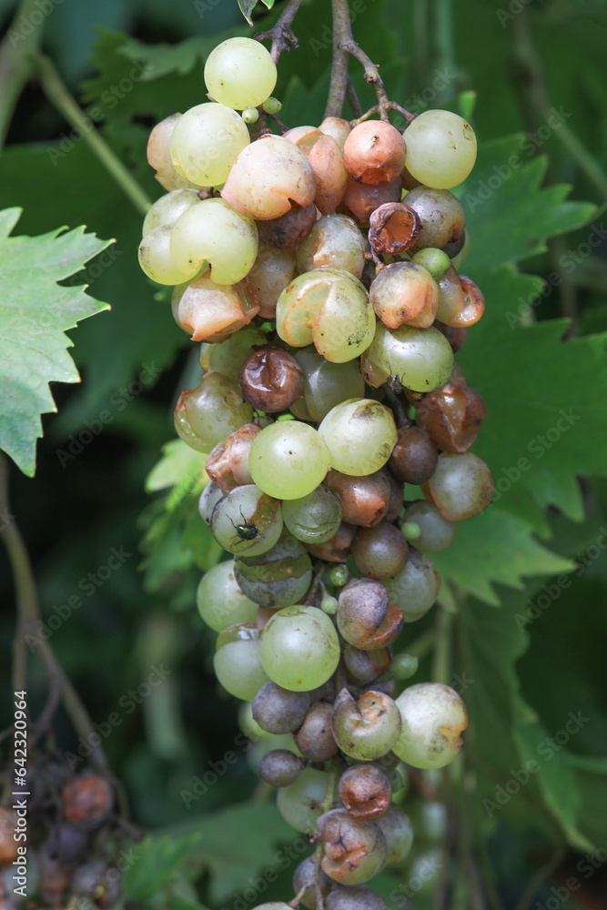 Detail of Powdery mildew or oidium of grapes, Plasmopara viticola, Mildew a plant disease on ...