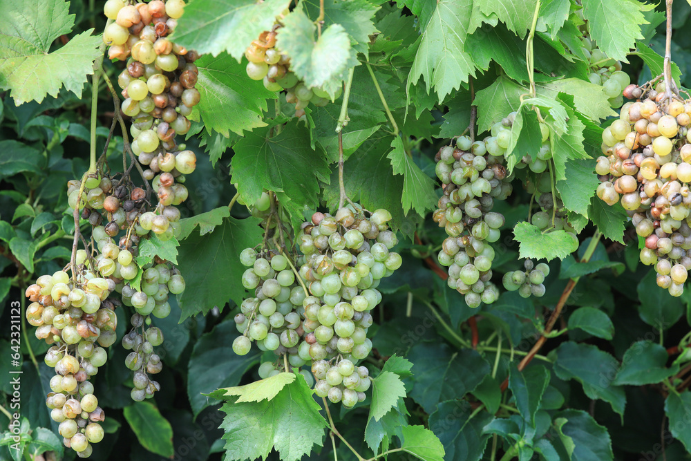 Detail of Powdery mildew or oidium of grapes, Plasmopara viticola ...