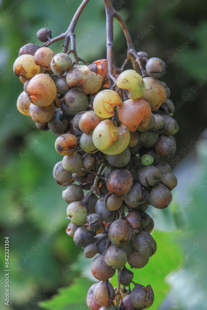 Detail of Powdery mildew or oidium of grapes, Plasmopara viticola ...