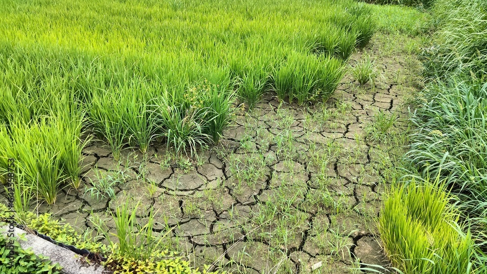 The countryside scenery, the area around Kitora Tumulus, Kitora Tumulus ...
