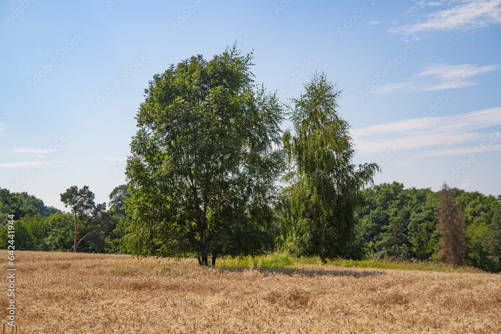 Drzewa w zbożu | Trees in the creal Stock Photo | Adobe Stock