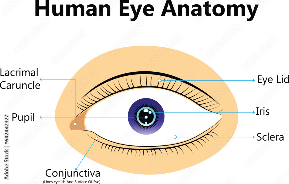 Human eye anatomy infographics organ inside the structure on white ...
