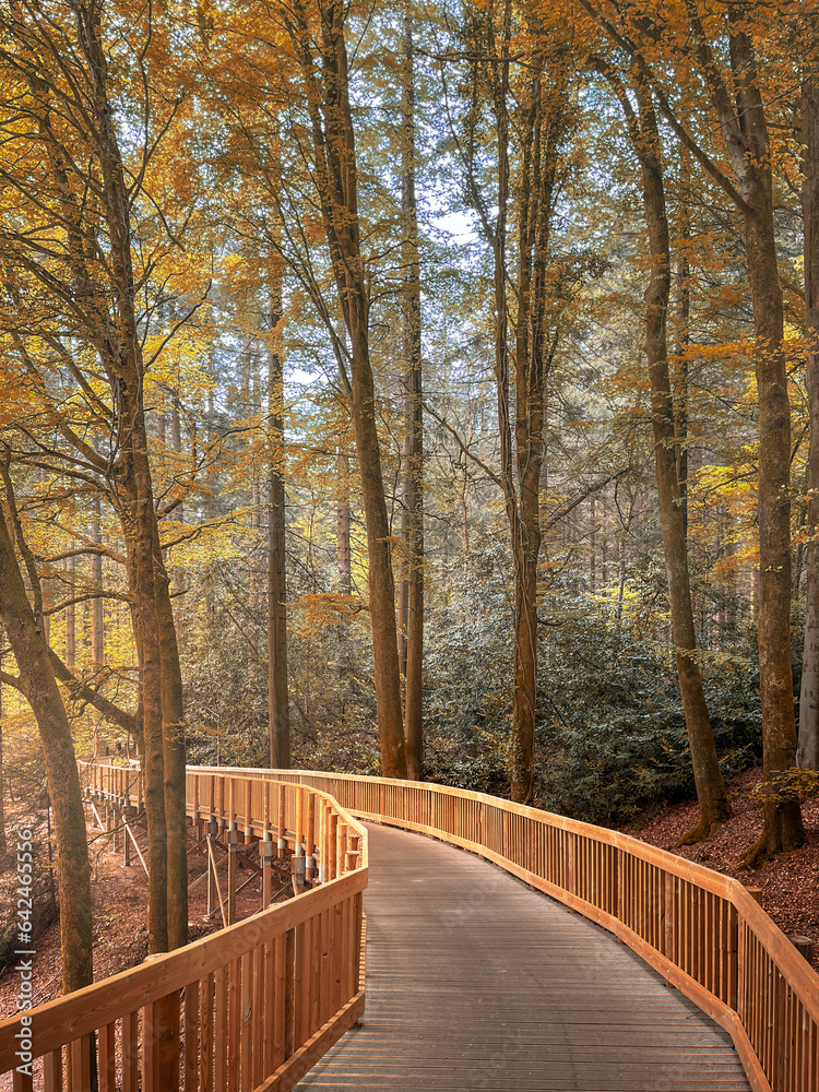 Suspended wooden walkway through the forest in the fall colors Stock ...