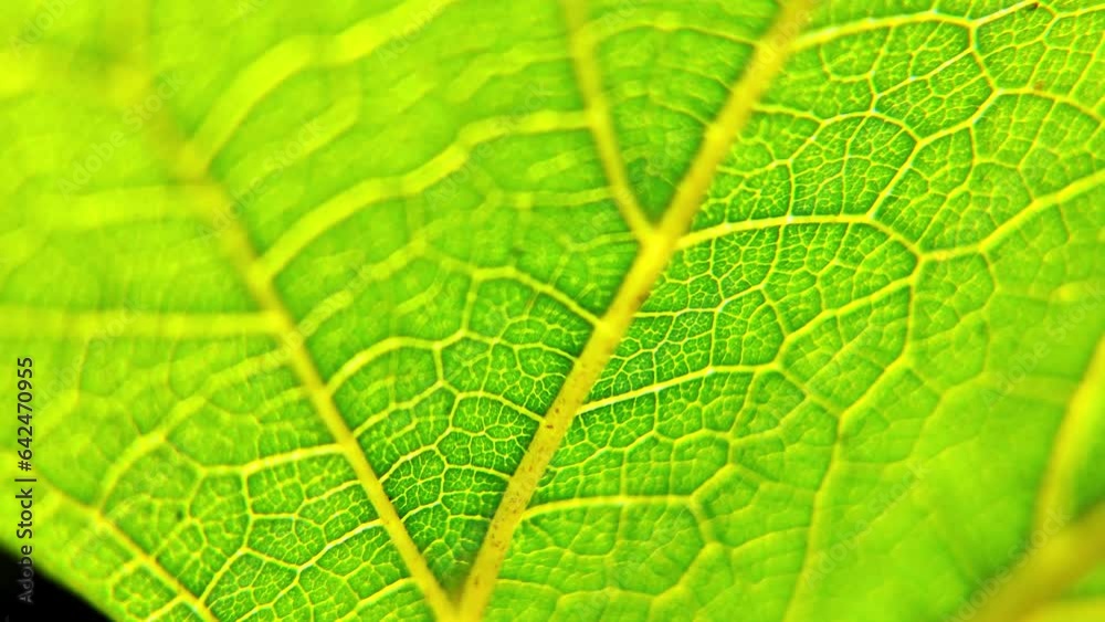 leaf texture. leaf under a microscope. macro green leaf.Leaf in Macro ...