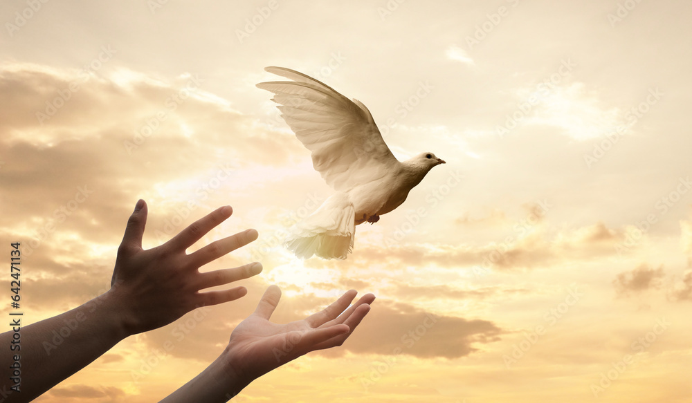 Praying hands and white dove flying happily on blurred background. hope ...