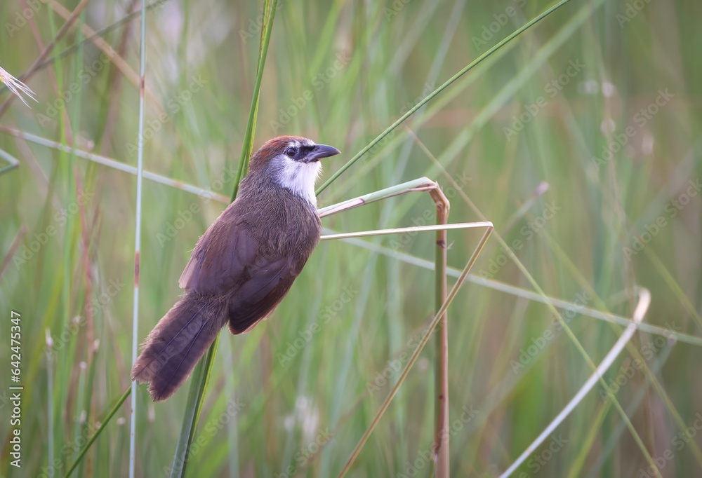 The chestnut-capped babbler is a passerine bird of the family ...