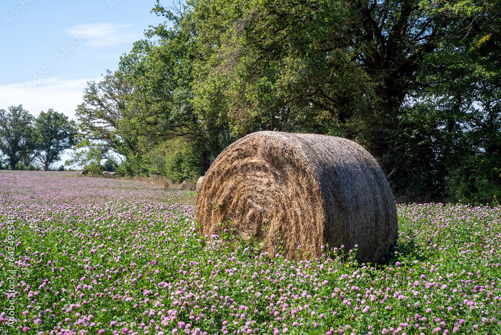 des meules de foin dans un champ moissonné en France en Europe ...