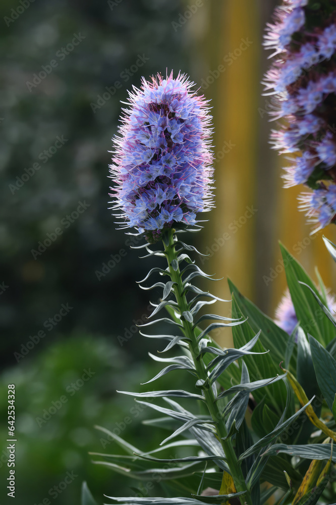 A close-up photo of a purple flower, Echium webbii, with green leaves ...