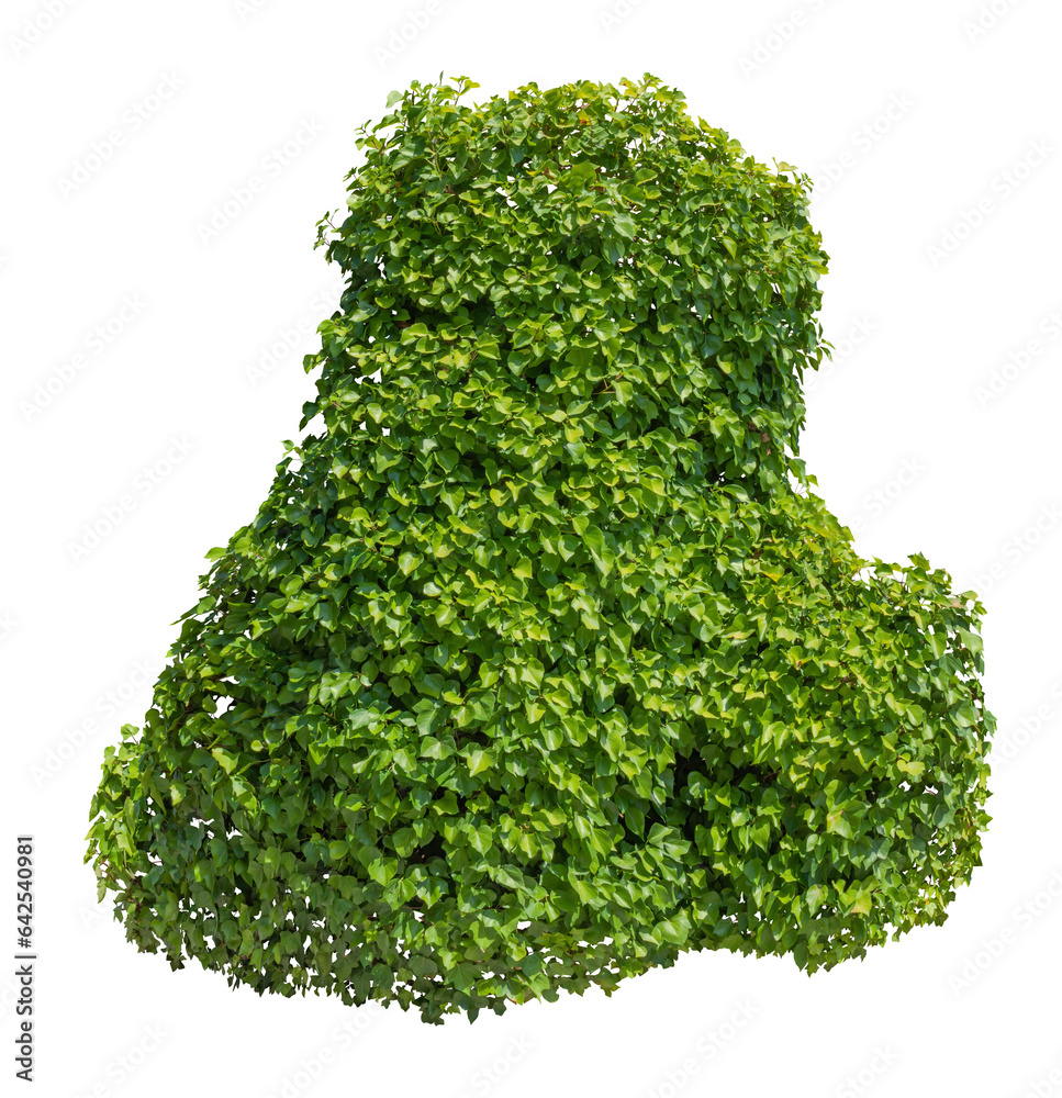 Cut out green hedge. Bush in summer isolated on transparent background ...