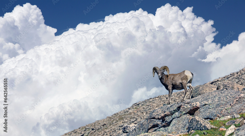 Rocky Mountain bighorn ram on Mount Evans, Colorado Stock Photo | Adobe ...