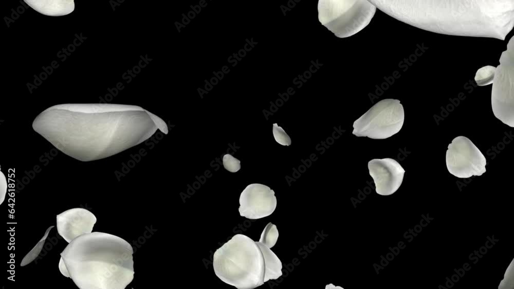 Vidéo Stock White Flower Petals - Alpha Channel - Falling Loop ...