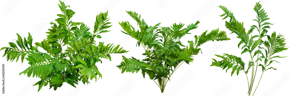 Green plant. Cut out fern foliage. Bush in summer isolated on ...