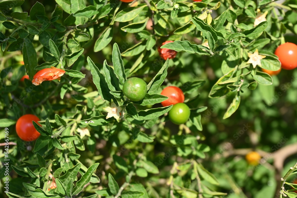 Jerusalem cherry / Winter cherry ( Solanum pseudocapsicum ) berries ...