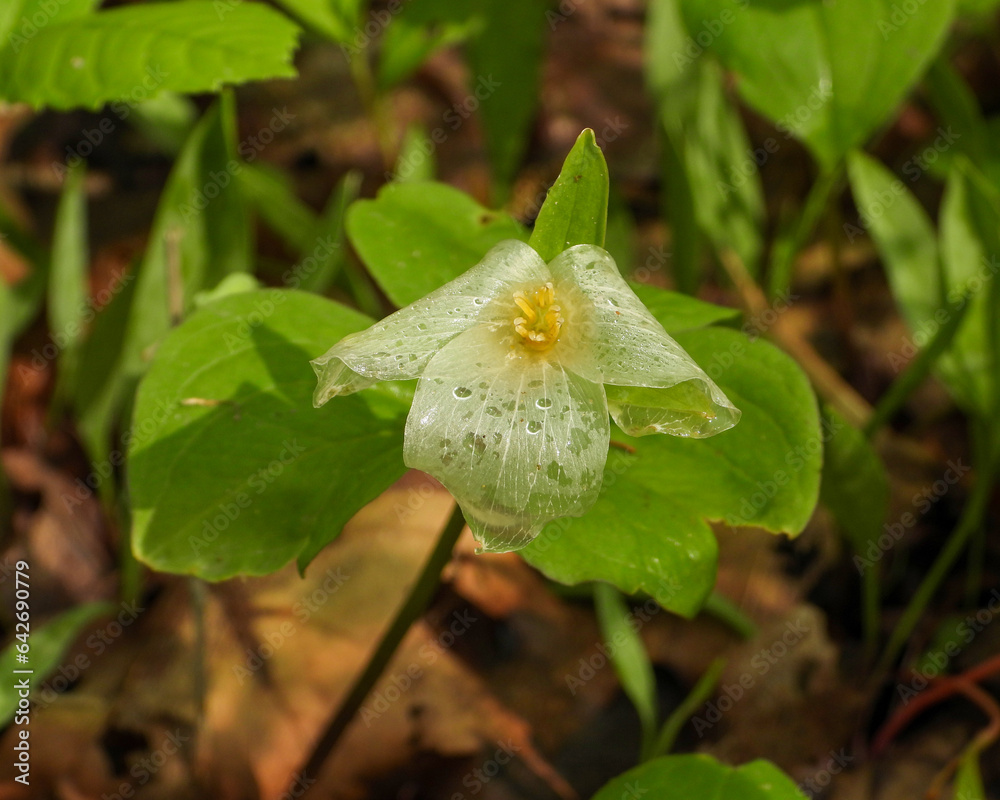 Trillium grandiflorum (Large-flowered Trillium) Native North American ...