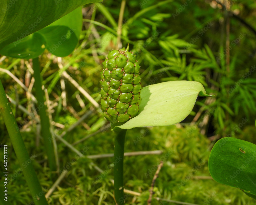 Calla palustris (Wild Calla) Native North American Wetland Wildflower ...