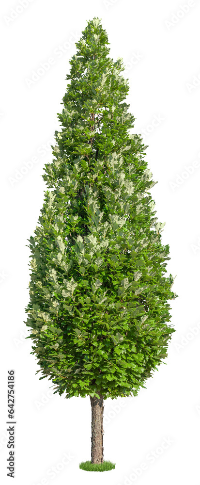 Oak. Cut out green tree isolated on transparent background. Cutout ...