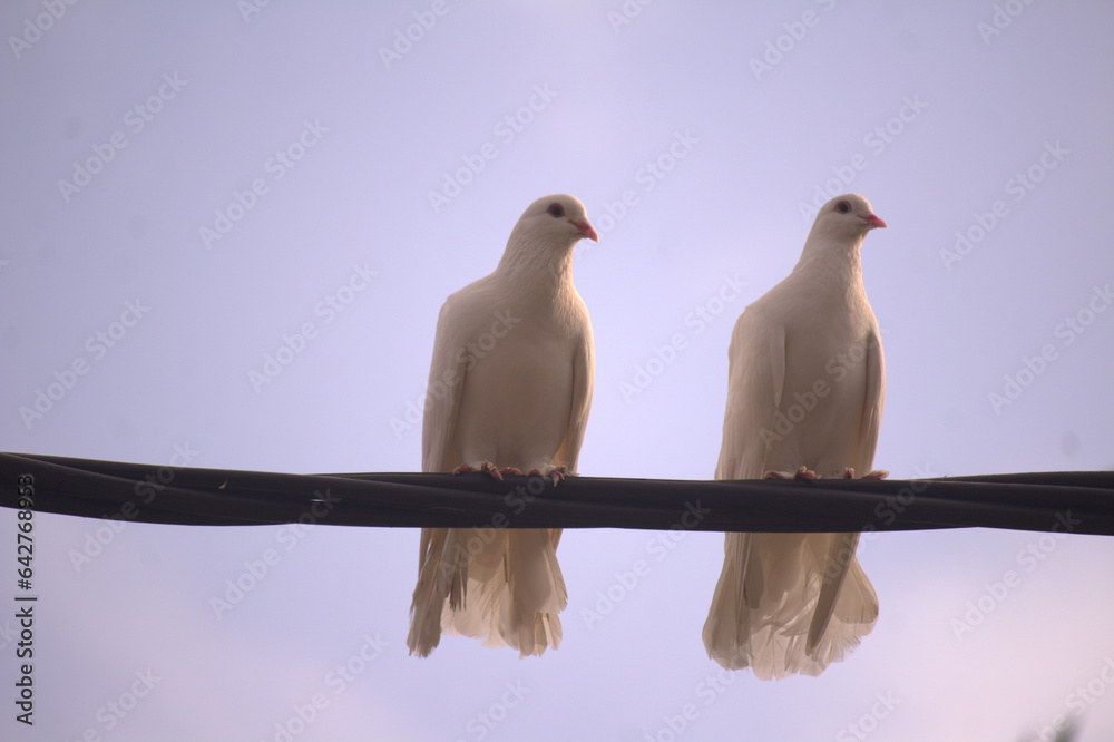 The photo captures a moment of romance between two white doves. The ...