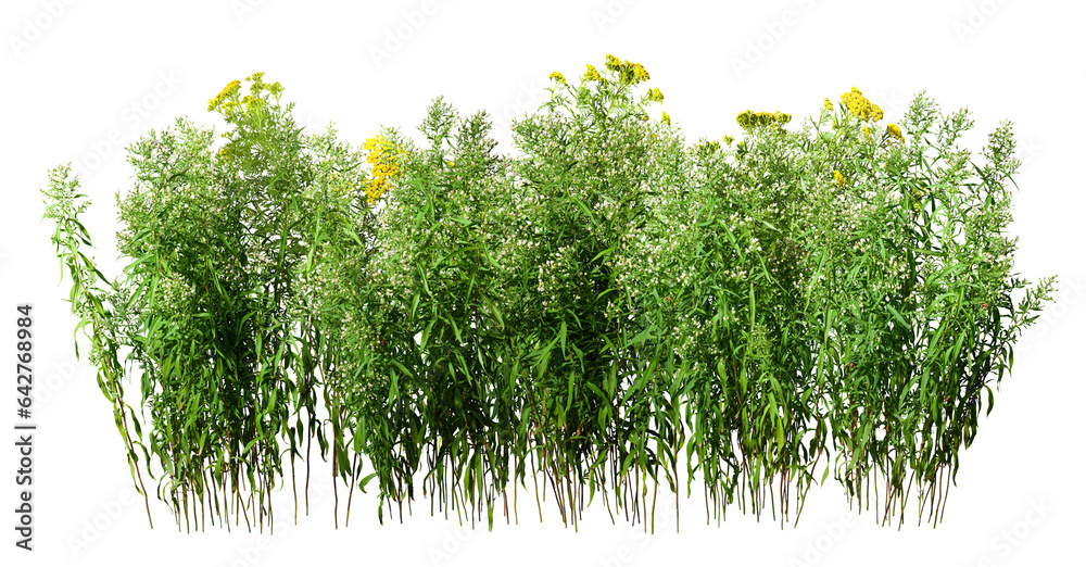 Wildplant. Cut out wildflowers isolated on transparent background ...