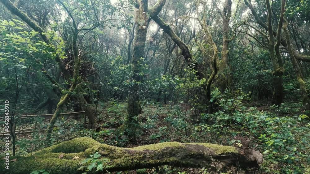 Green nature woods background with trees and musk. Amazing natural park ...