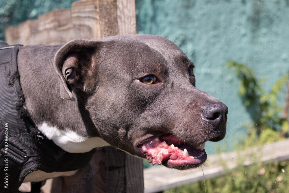 Beautiful angry dog staffordshire bull terrier. Blue american ...