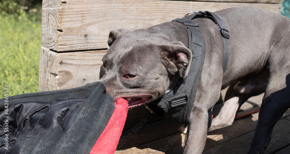 Beautiful angry dog staffordshire bull terrier. Blue american ...