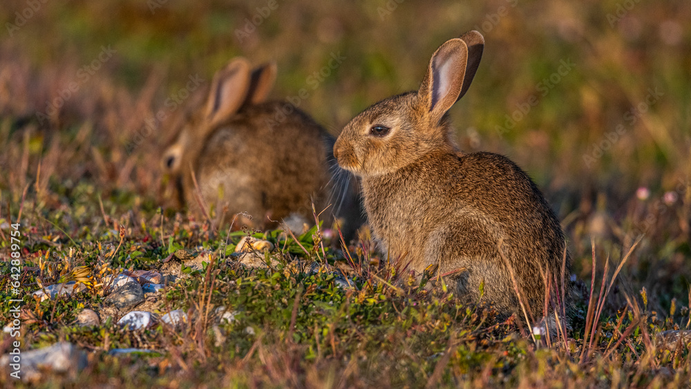 jeunes lapereaux de Lapin de garenne (Lapin commun, Oryctolagus ...