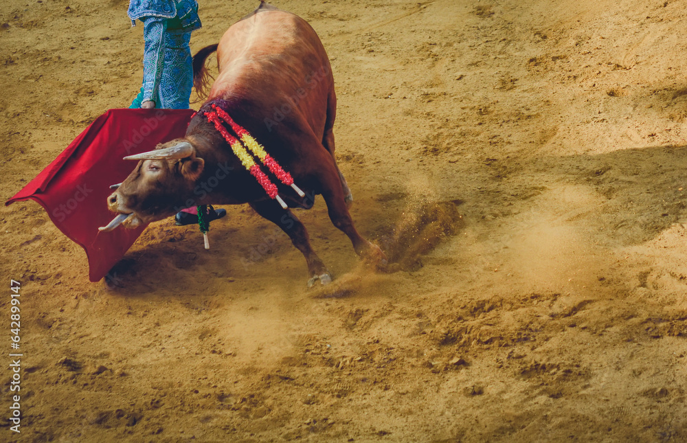 bullfighter in costume gives a natural low pass with the crutch to the ...