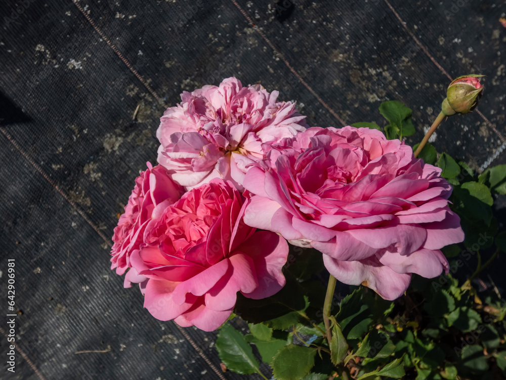 English Shrub Rose 'Princess Alexandra of Kent' with unusually large ...