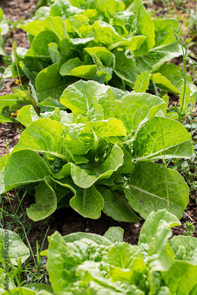 lechuga ya crecida sembrada en el campo lista para ser recolectada ...