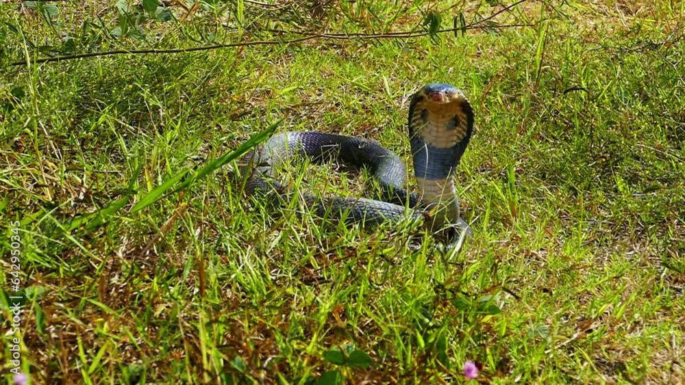 .Spreading hood of a cobra. Its eyes scan the area for potential ...