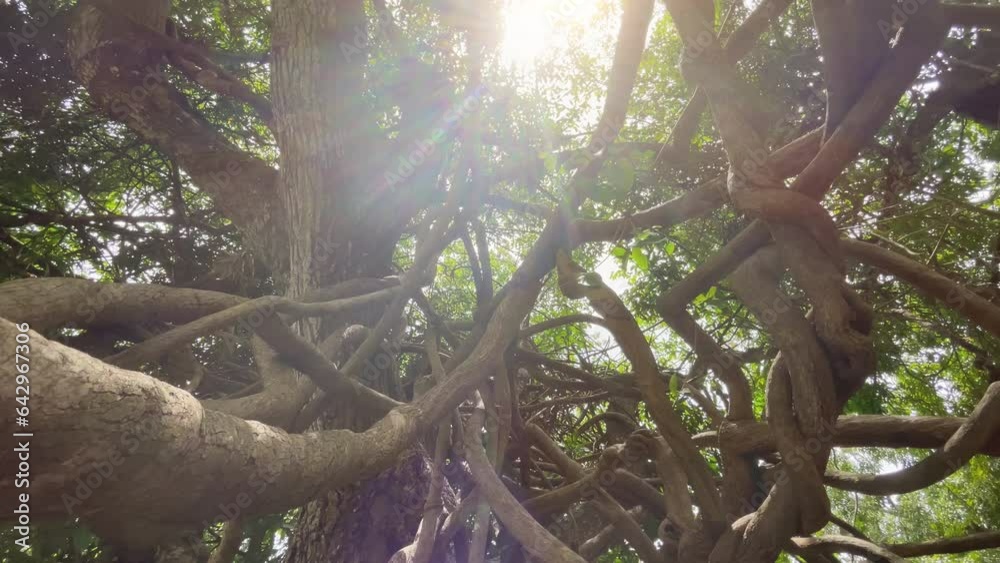 Curved tangled lianas and tree branches with a bright sun beams ...