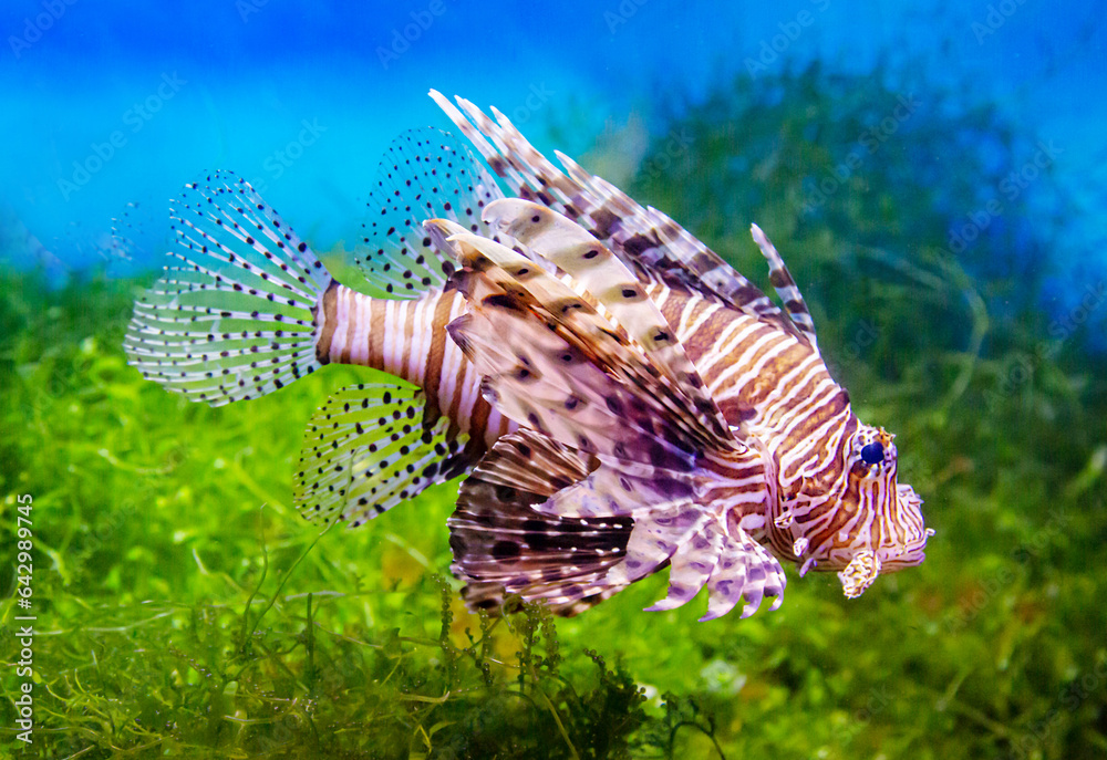 Zebra lionfish (Latin: Pterois volitans) with stripes on its back and ...