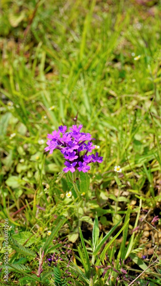 Flowers of Verbena rigida also known as Veined, Wild, Stiff, Stiff ...